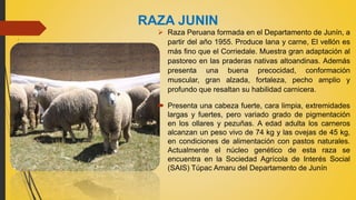 Clasificación de razas de ovinos y su clasificación.pptx