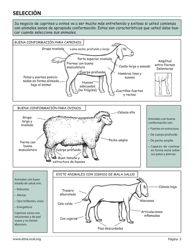 Guía Ilustrada para la Producción de Ovinos y Caprinos