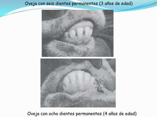 Edad De Los Dientes De Oveja