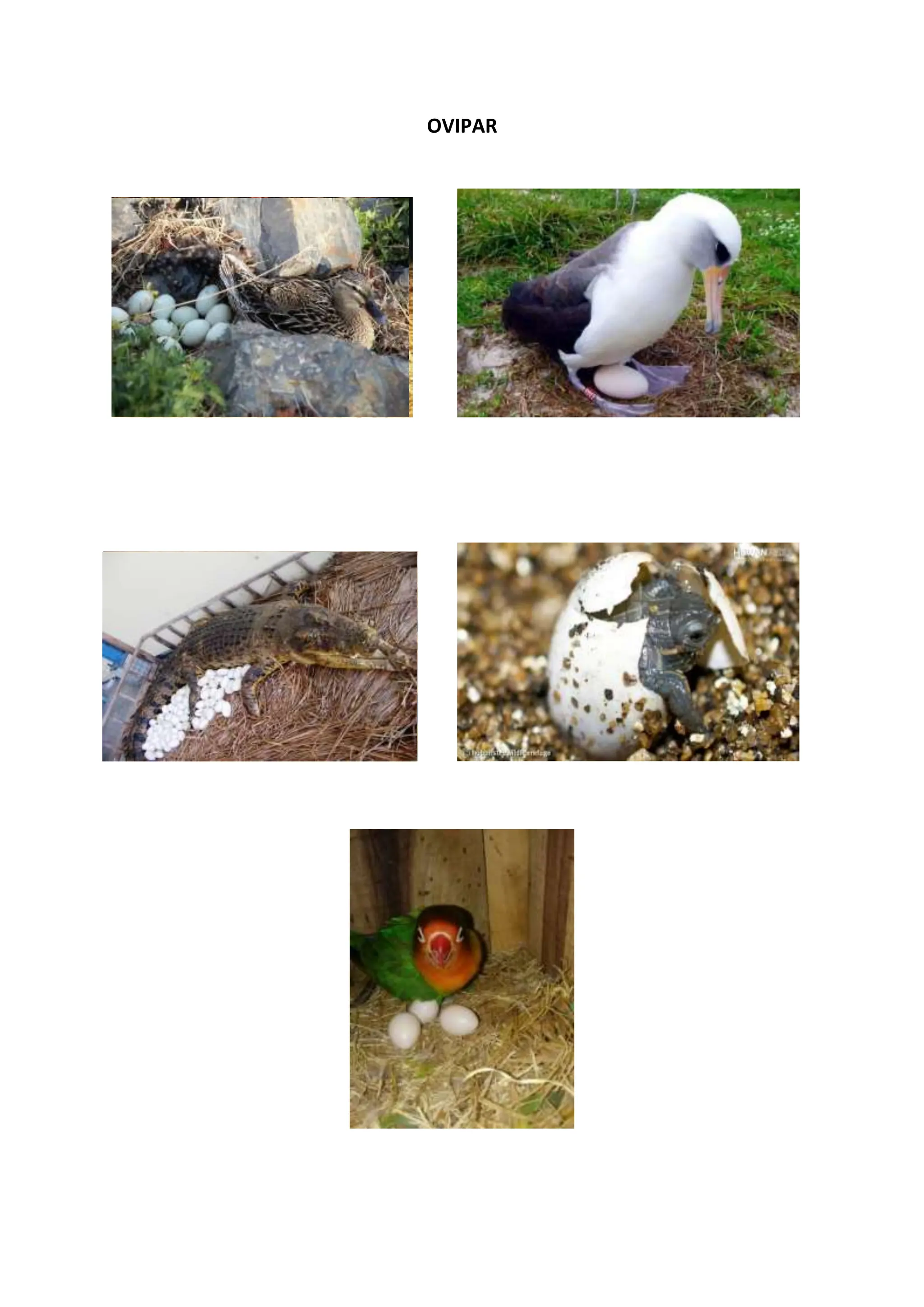 OVIPAR 2.docx