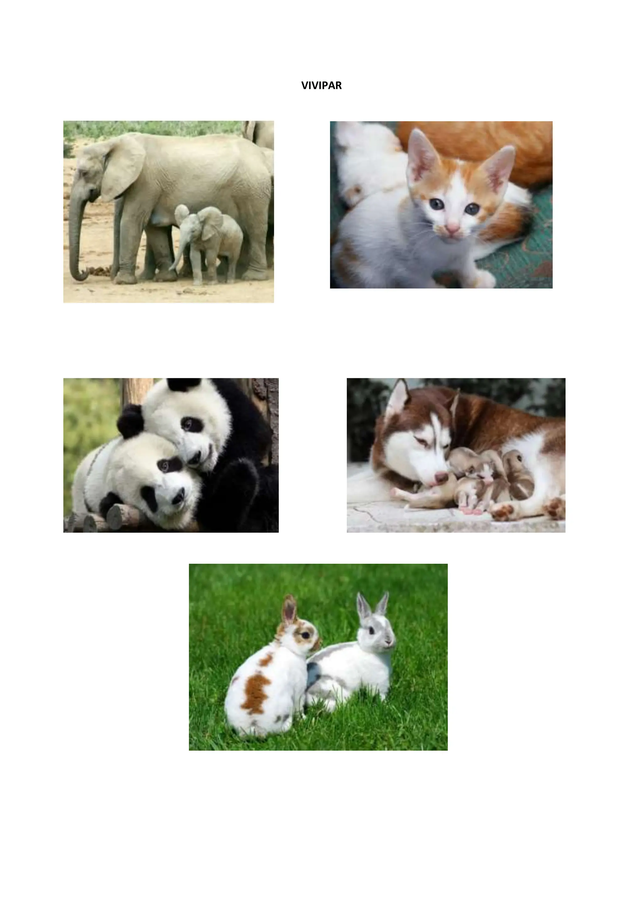 OVIPAR 2.docx