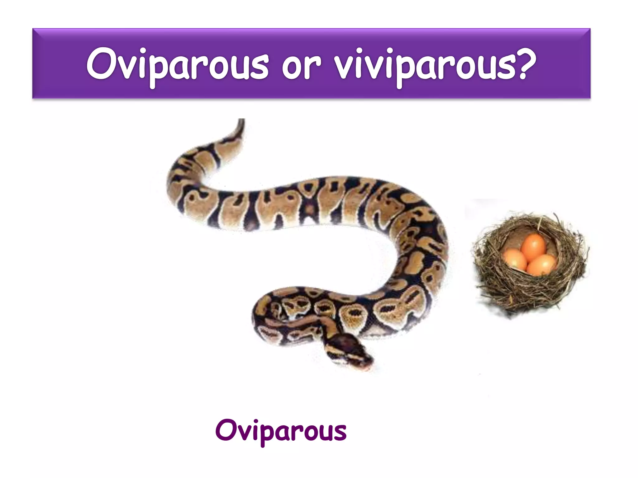 Oviparous and viviparous animals | PPTX