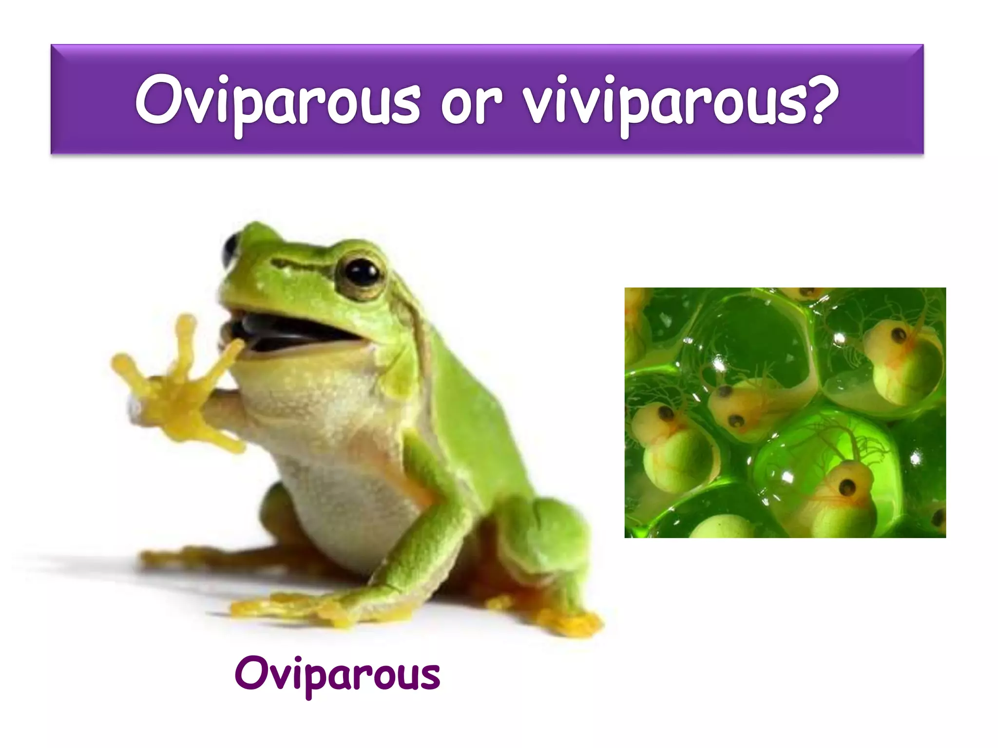 Oviparous and viviparous animals | PPTX