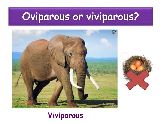 Oviparous Define