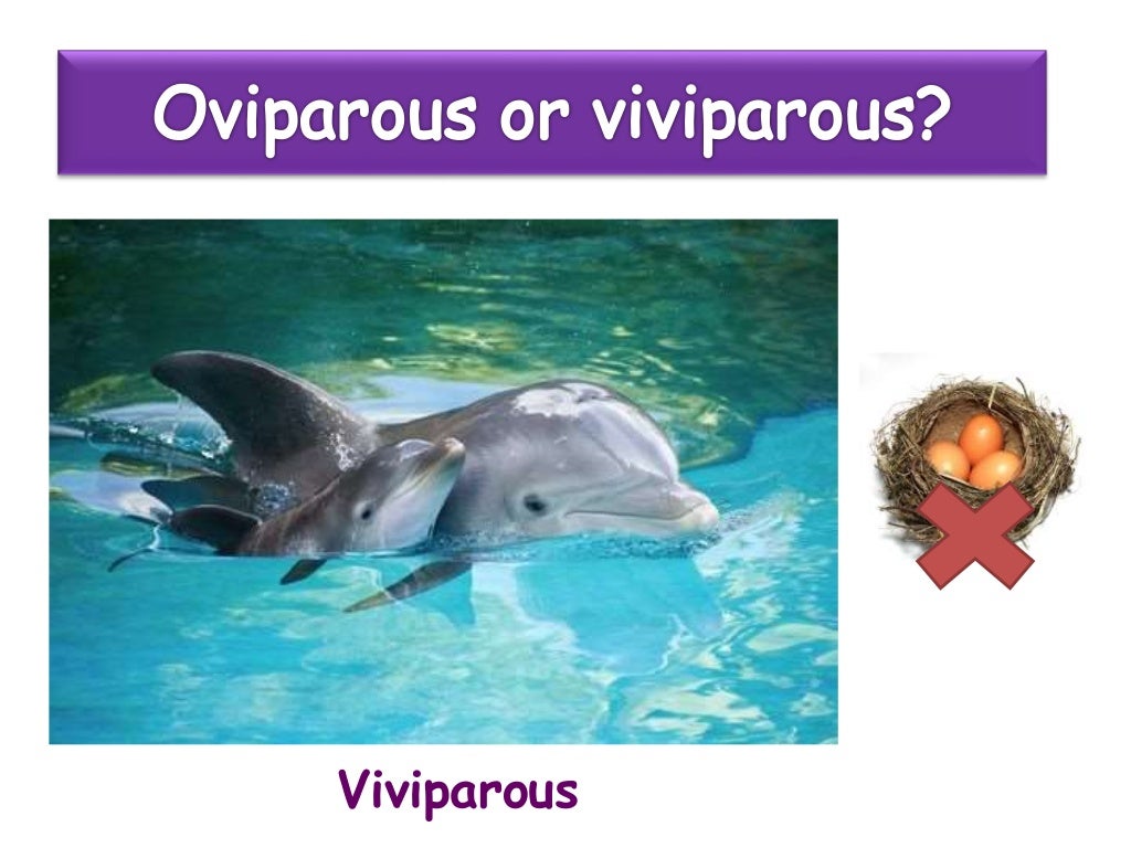 Oviparous and viviparous animals