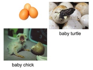 Oviparous and viviparous animals | PPT