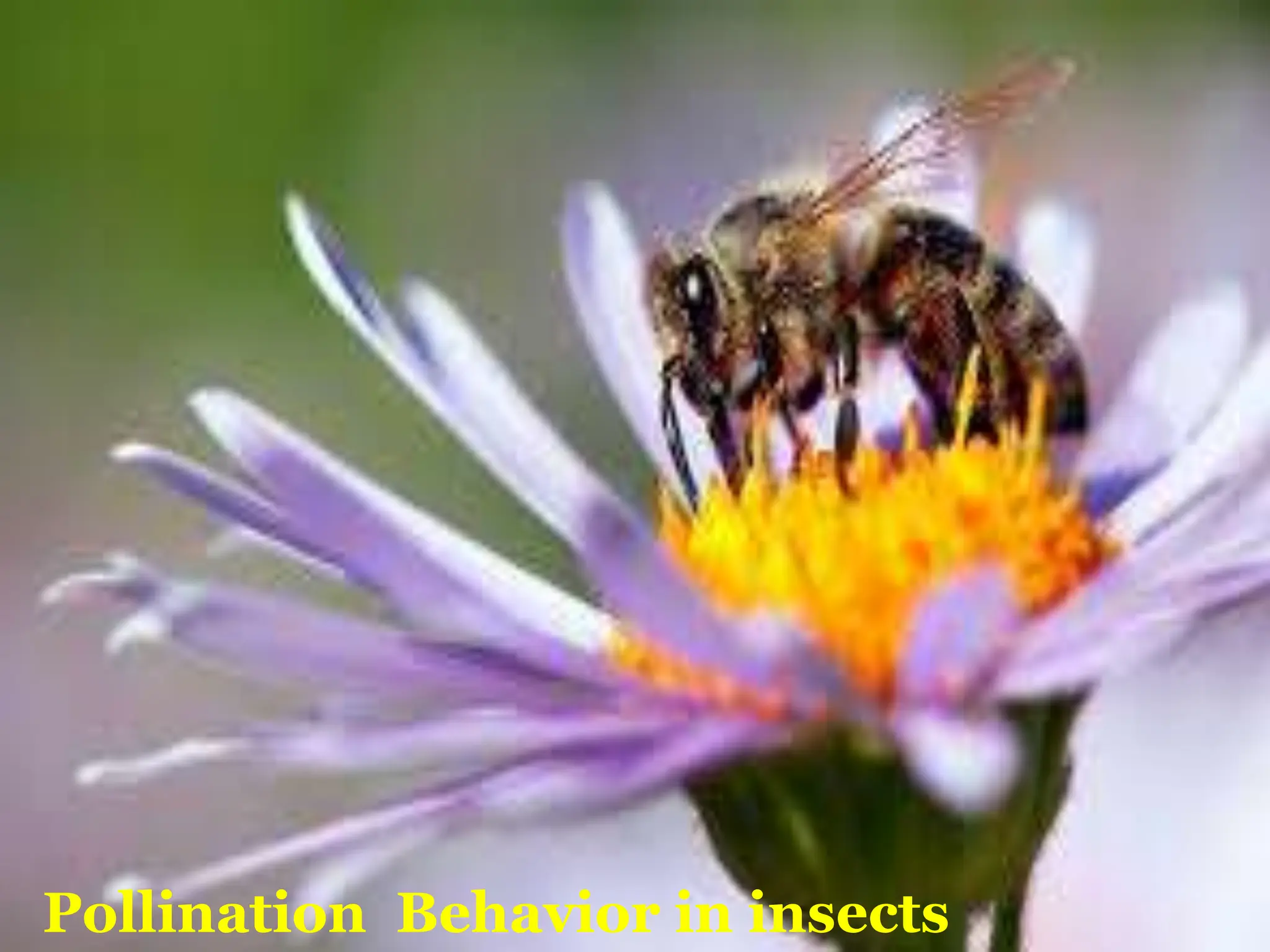 Ovipositional and pollination behaviour.pptx