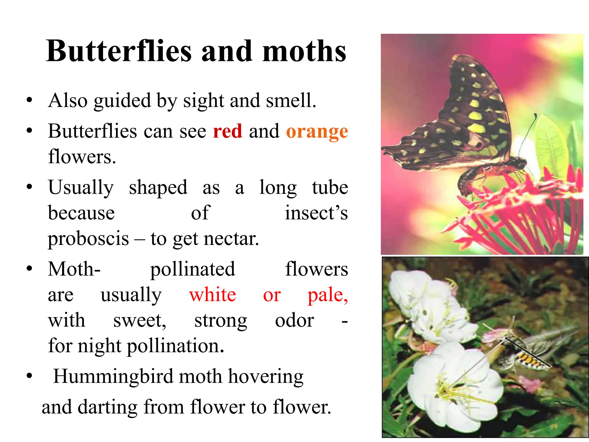 Ovipositional and pollination behaviour.pptx