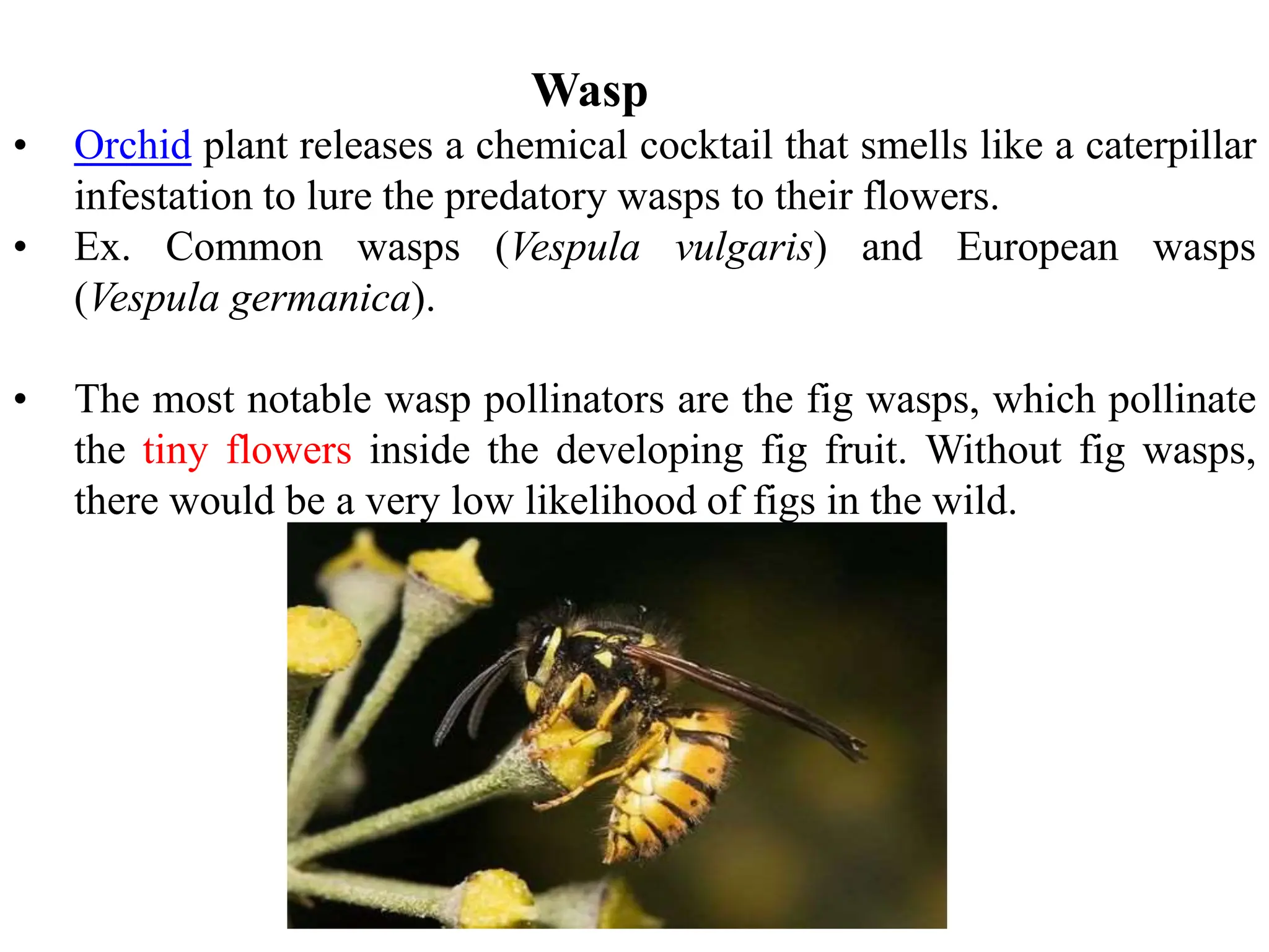 Ovipositional and pollination behaviour.pptx