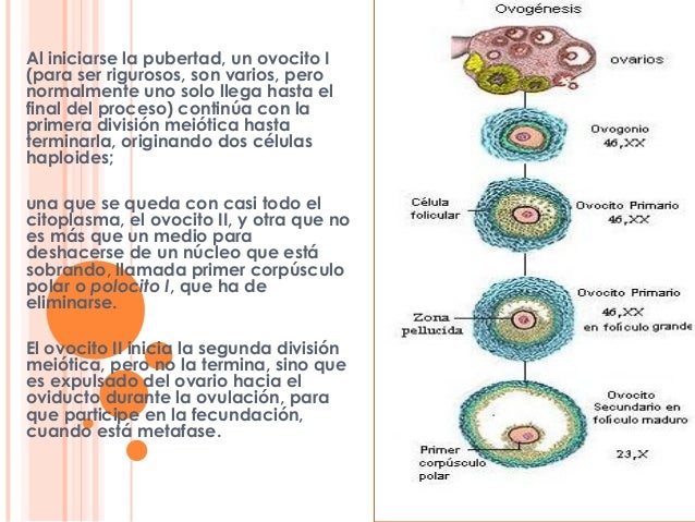 Ovogenesis Que Es