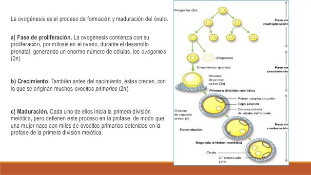 Ovogenesis Que Es