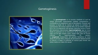 Ovogenesis y espermatogenesis | PPTX