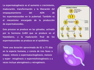 Ovogénesis y Espermatogénesis | PPTX