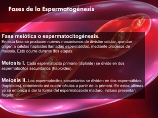 Ovogénesis y Espermatogénesis | PPT