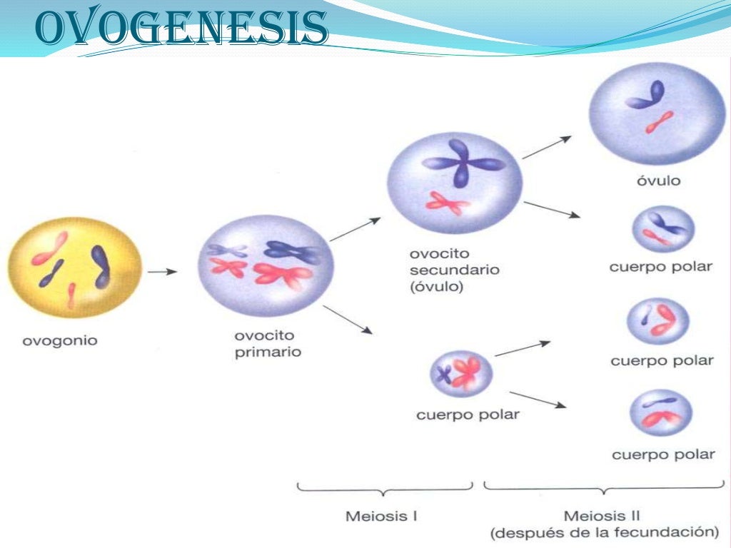 Ovogénesis y Espermatogénesis