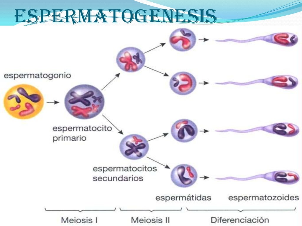 Ovogénesis y Espermatogénesis