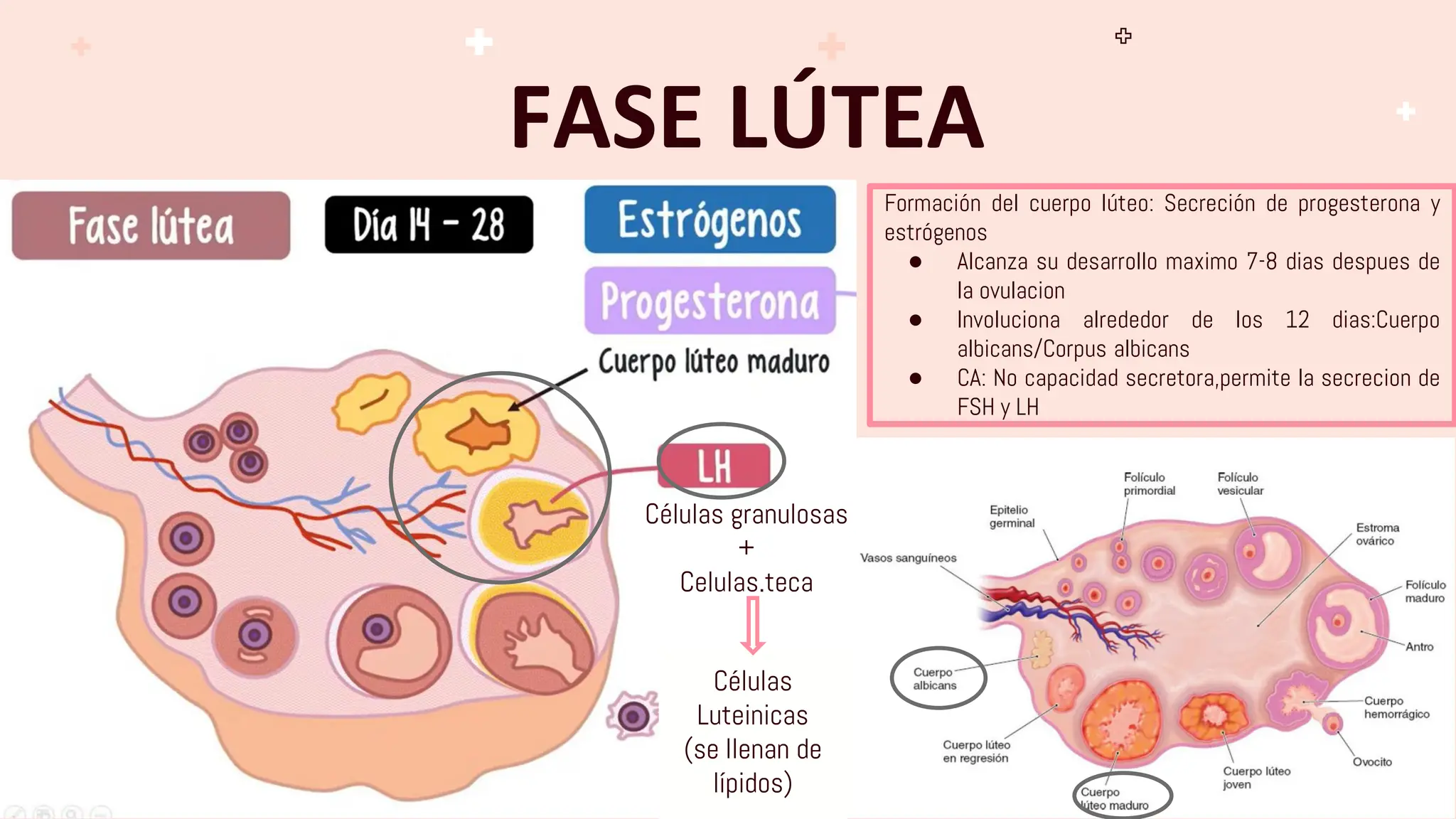 Ovulacion Y Fase Lutea Ginecologia Pdf Infertility