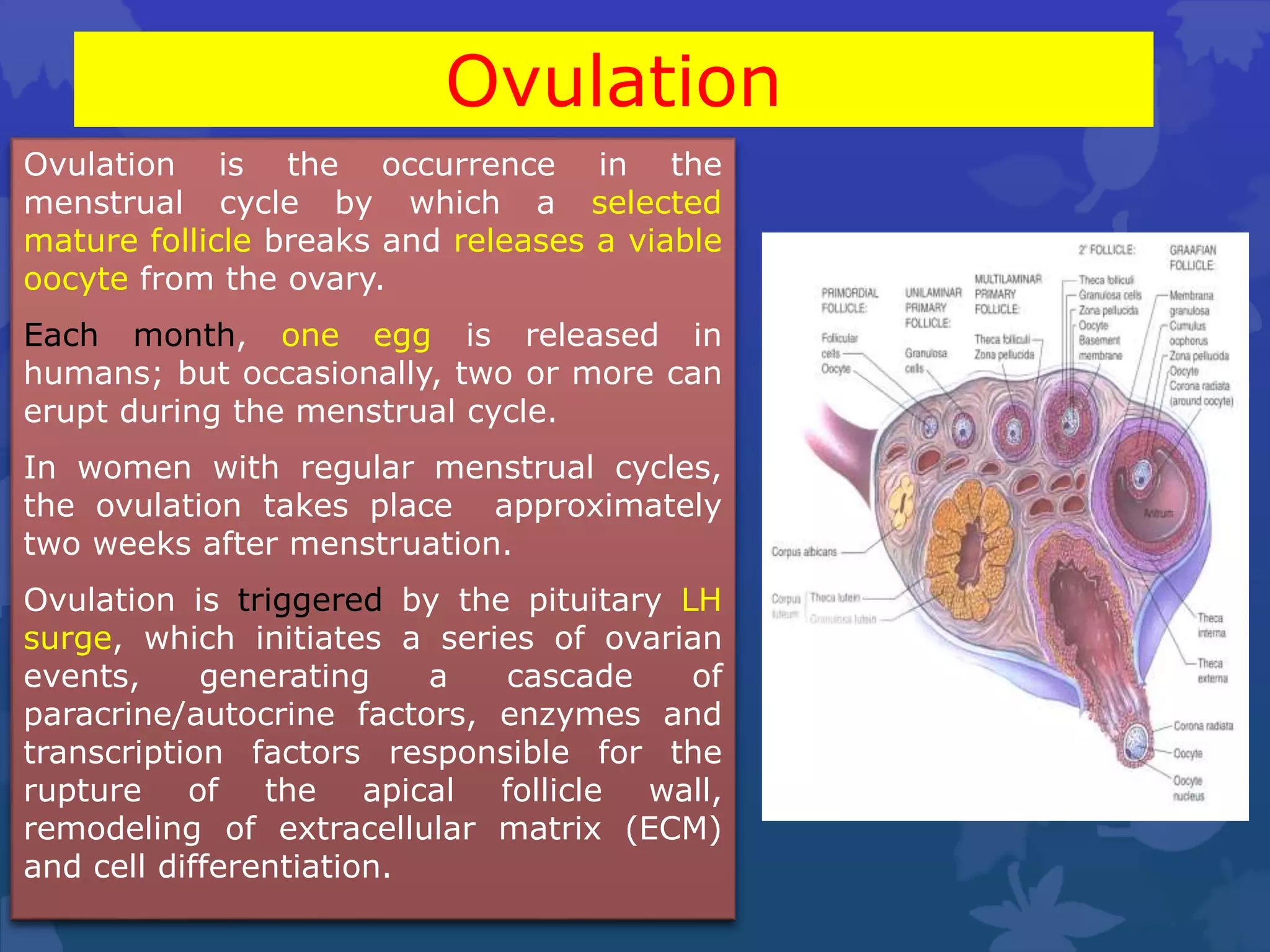 Ovulation | PPTX
