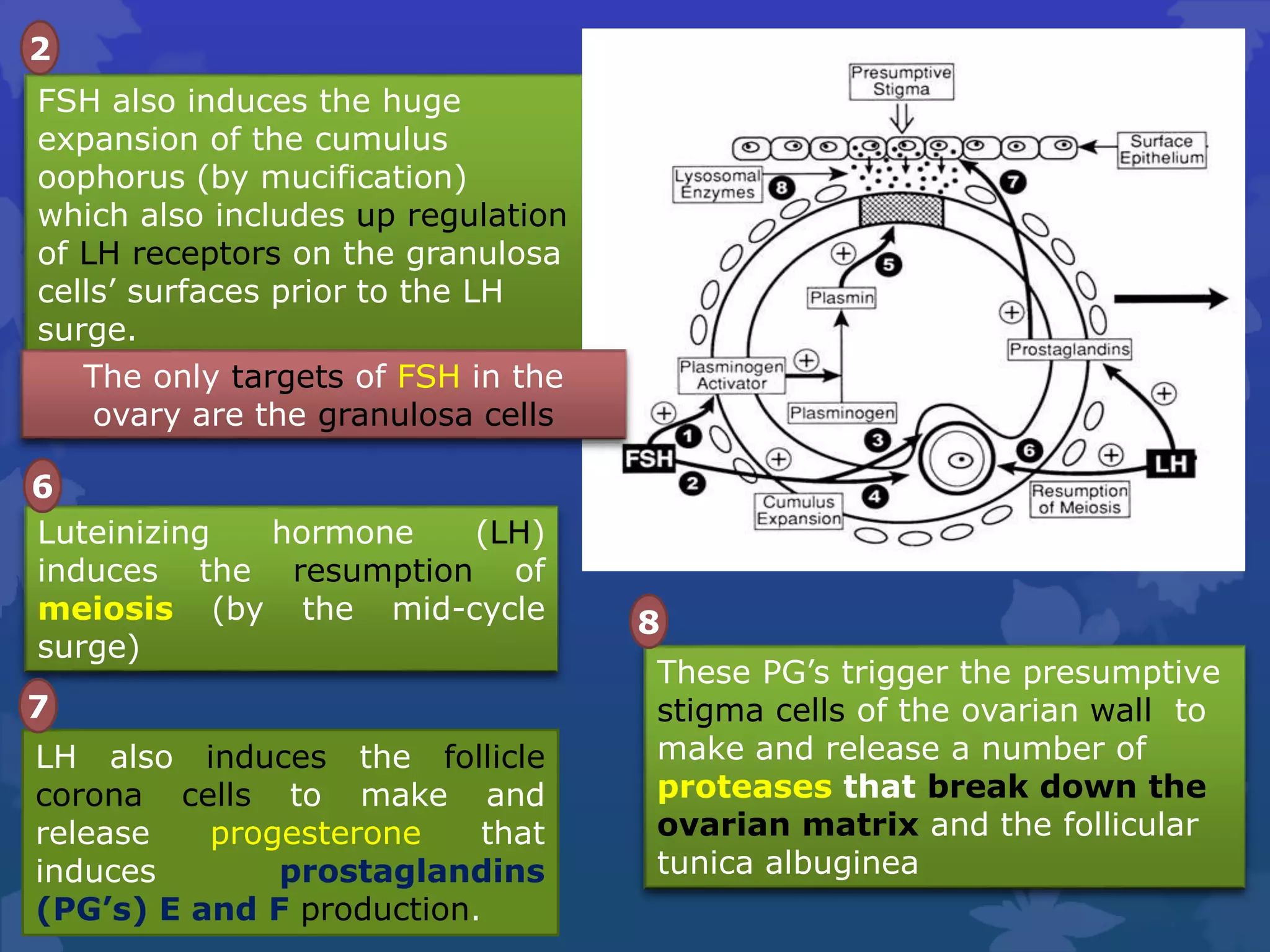 Ovulation | PPTX