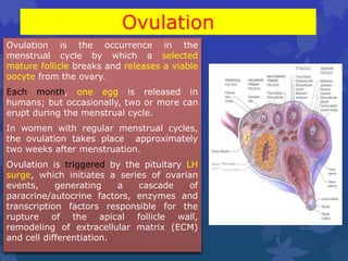 Ovulation Process