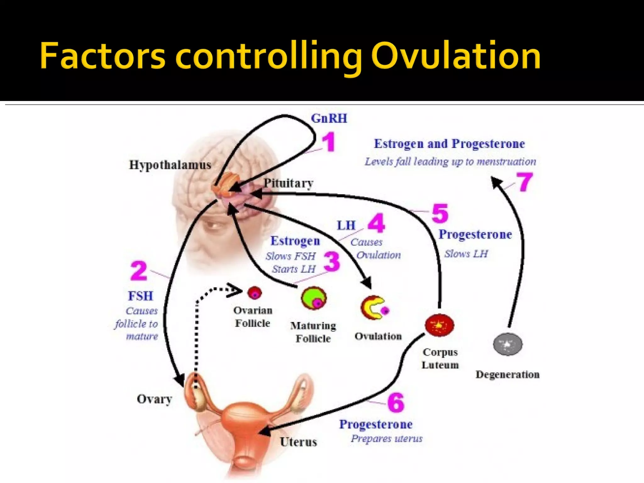 Ovulation | PPT