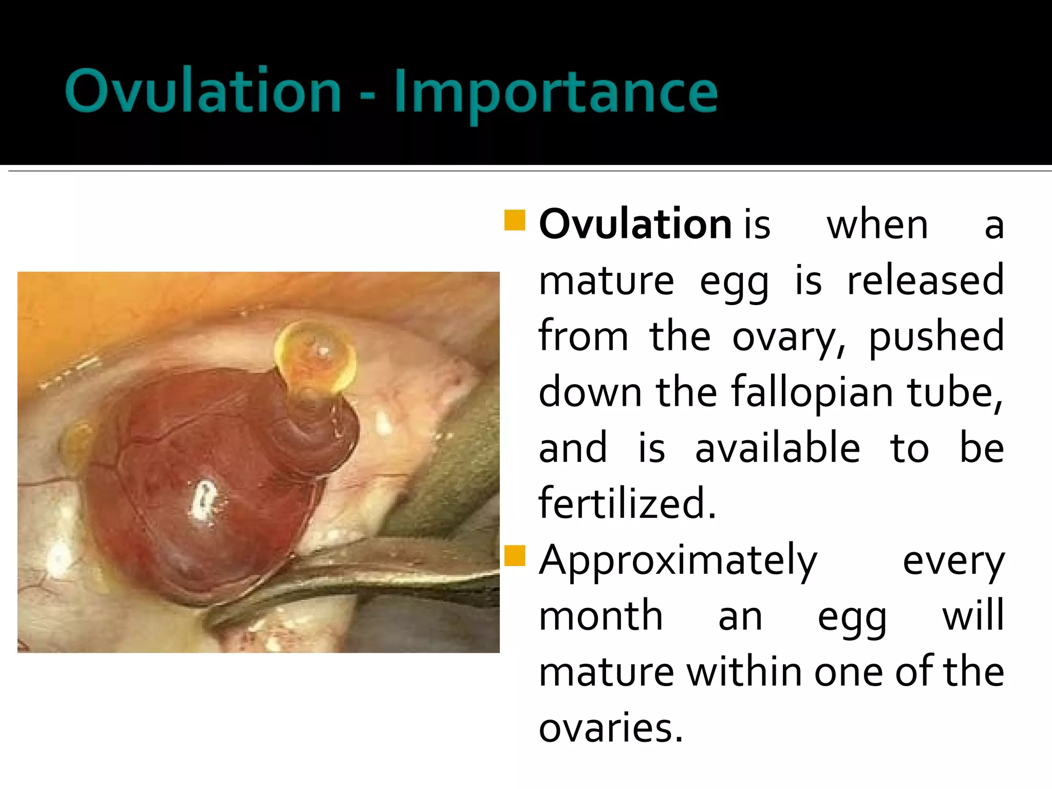 Ovulation | PPT