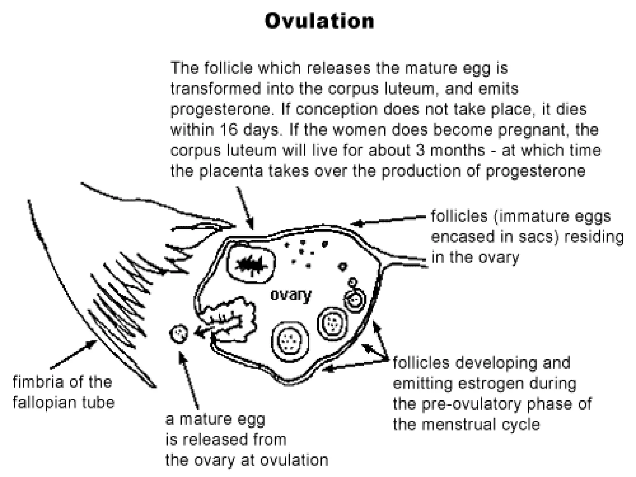 Ovulation | PPT