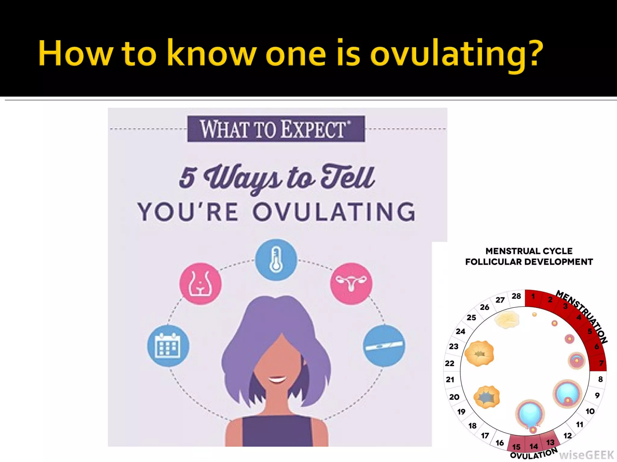 Ovulation | PPT