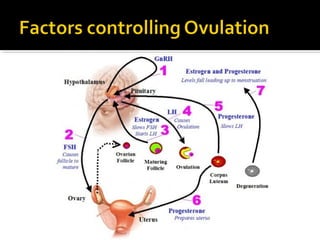 Ovulation | PPT