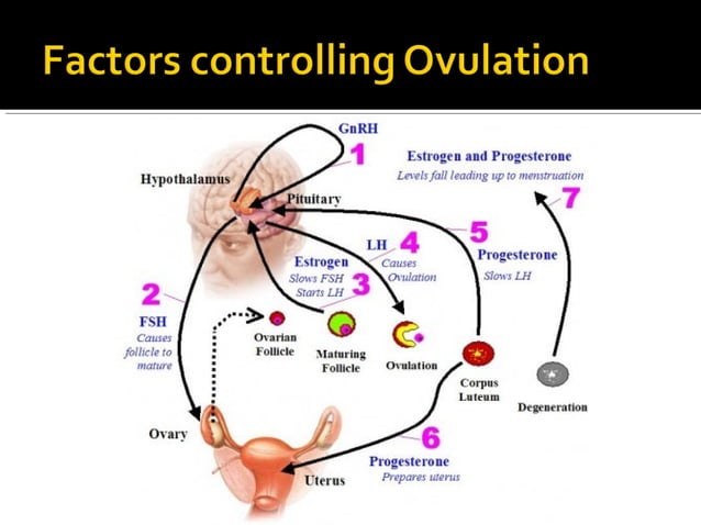 Ovulation | PPT