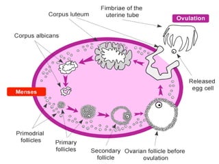 Ovulation Process Diagram