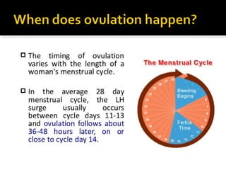 Ovulation Process In Women
