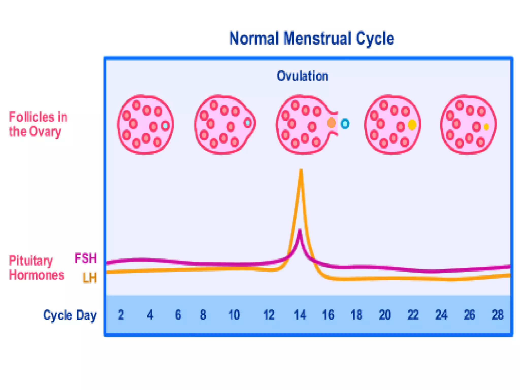 ovulation.pptx
