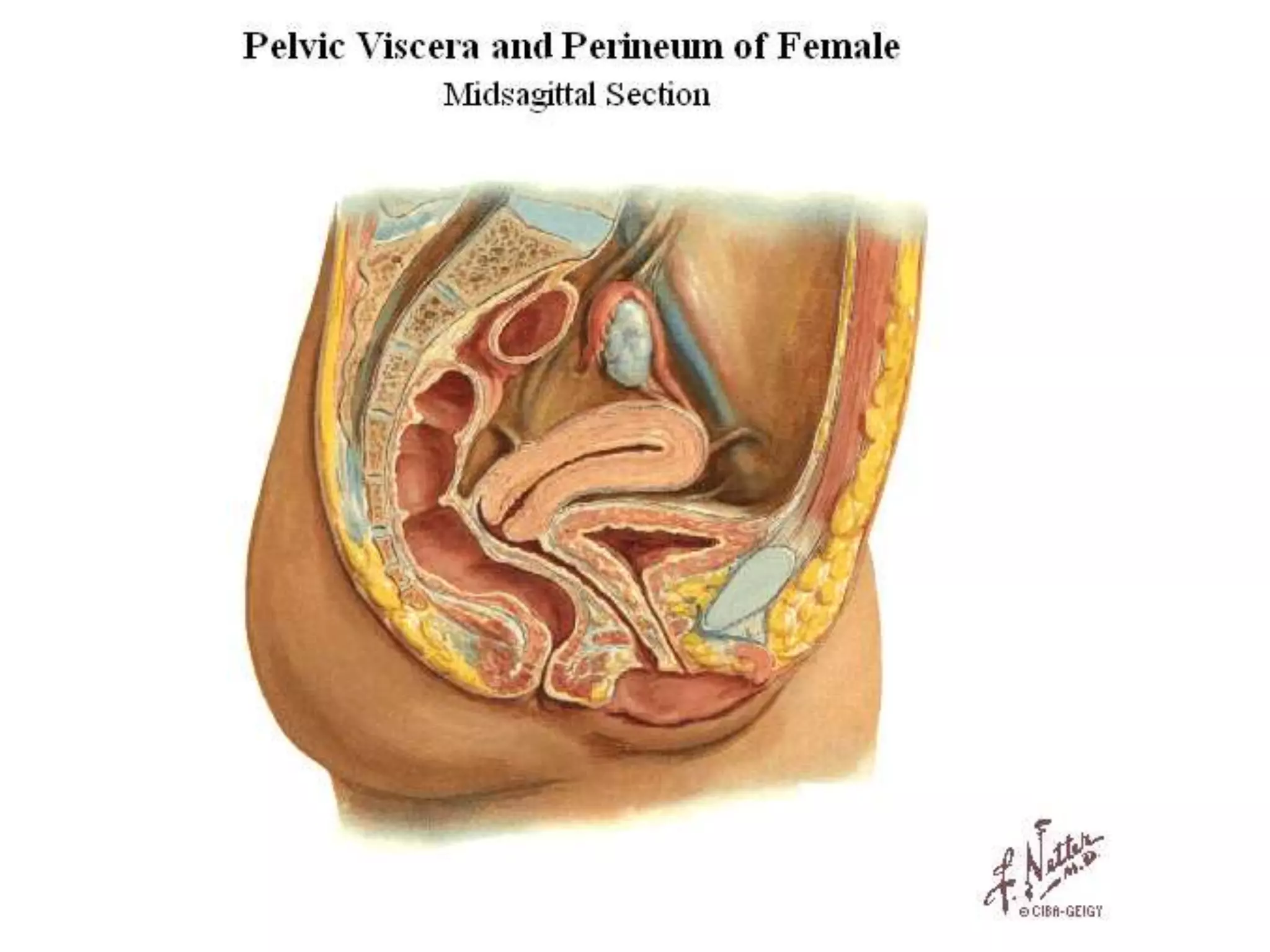 Ovulation Pptx