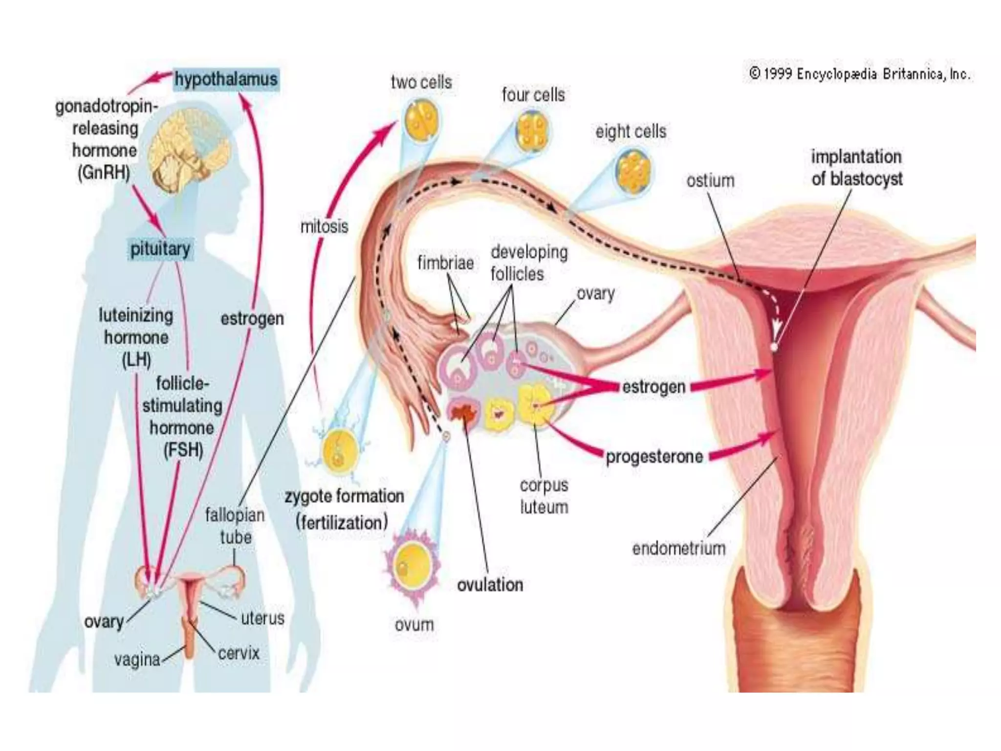Ovulation Pptx
