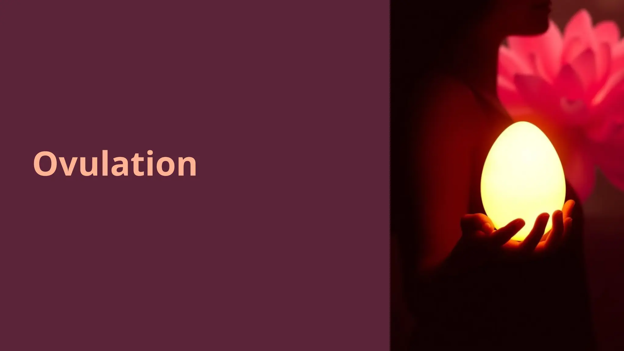 Ovulation.pptx.......................... | PPT