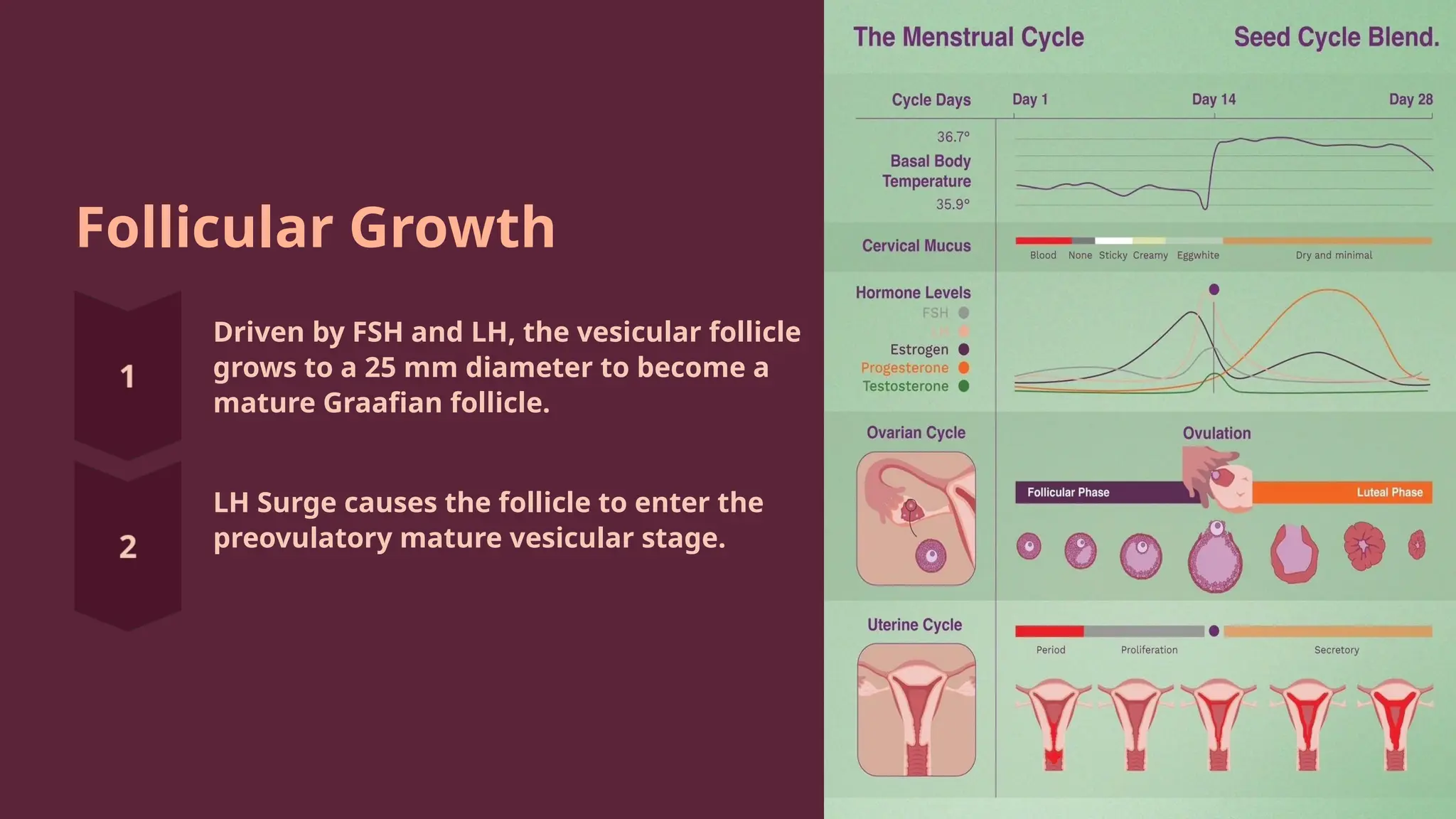 Ovulation.pptx.......................... | PPT