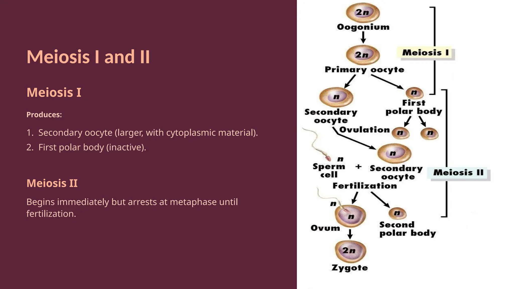 Ovulation Pptx Ppt