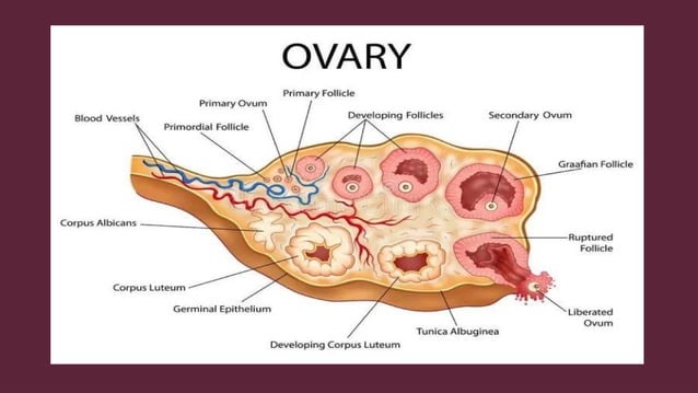 Ovulation Pptx Ppt