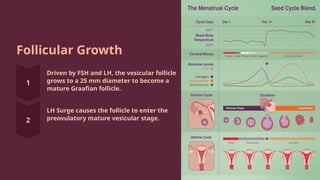 Ovulation.pptx.......................... | PPT