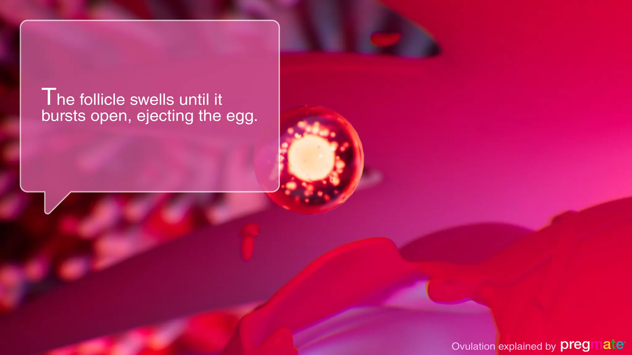 What is Ovulation and how it works? | Ovulation explained | PDF