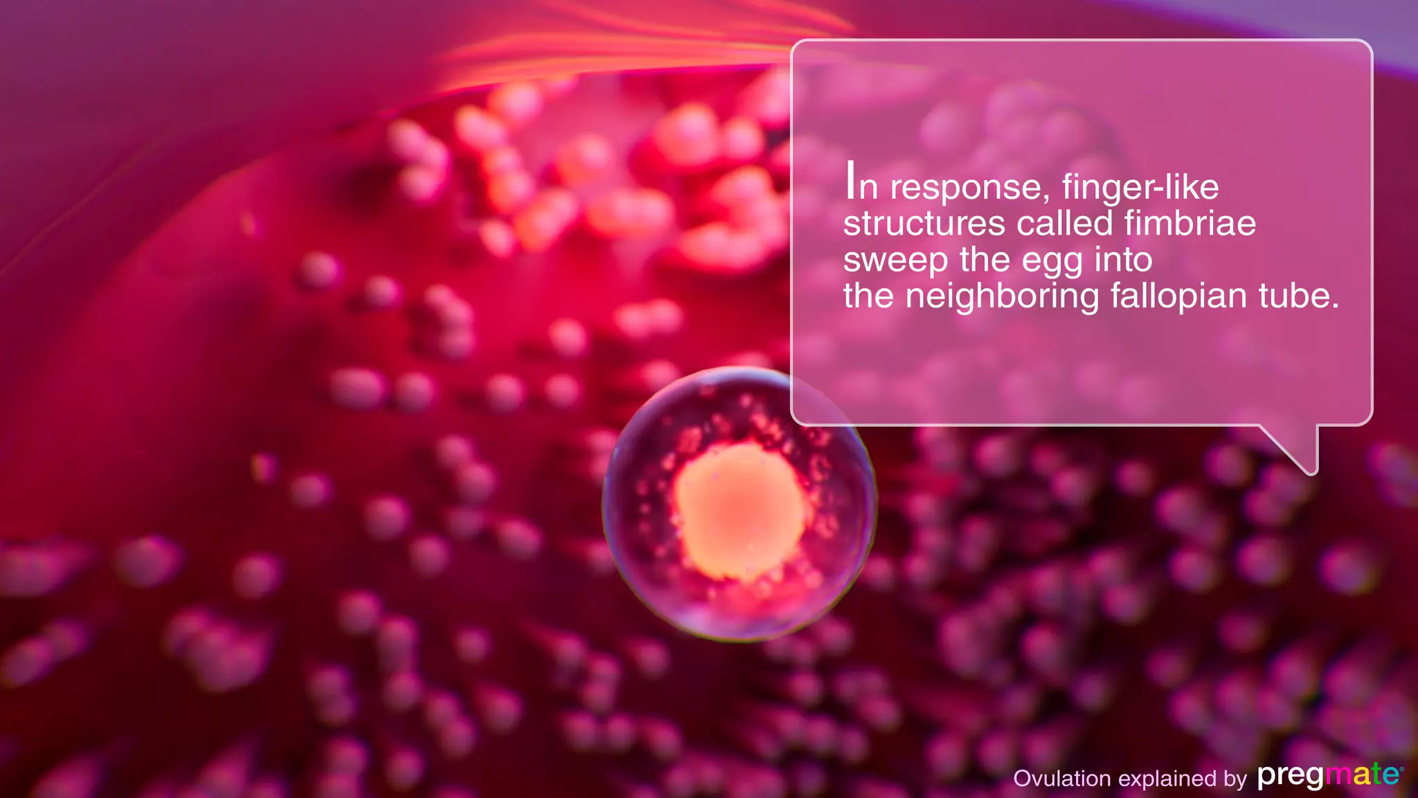 What is Ovulation and how it works? | Ovulation explained | PDF