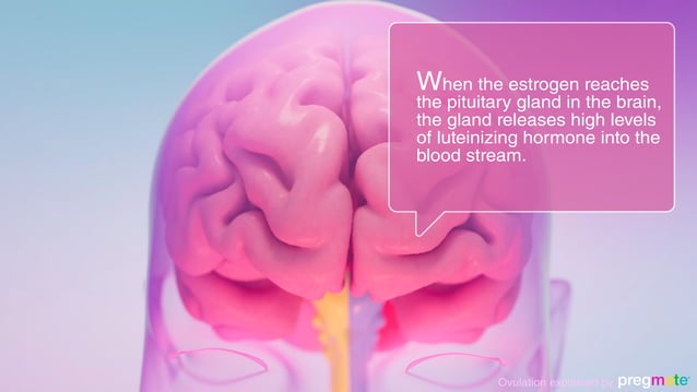 What is Ovulation and how it works? | Ovulation explained | PDF