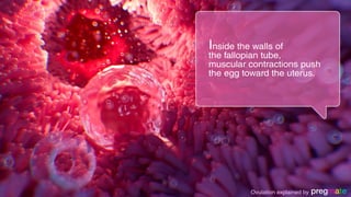 What is Ovulation and how it works? | Ovulation explained | PDF