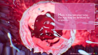 What is Ovulation and how it works? | Ovulation explained | PDF