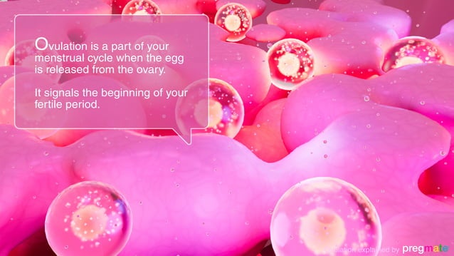 What is Ovulation and how it works? | Ovulation explained | PDF