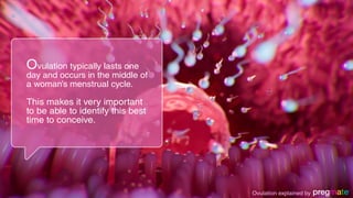 What is Ovulation and how it works? | Ovulation explained | PDF
