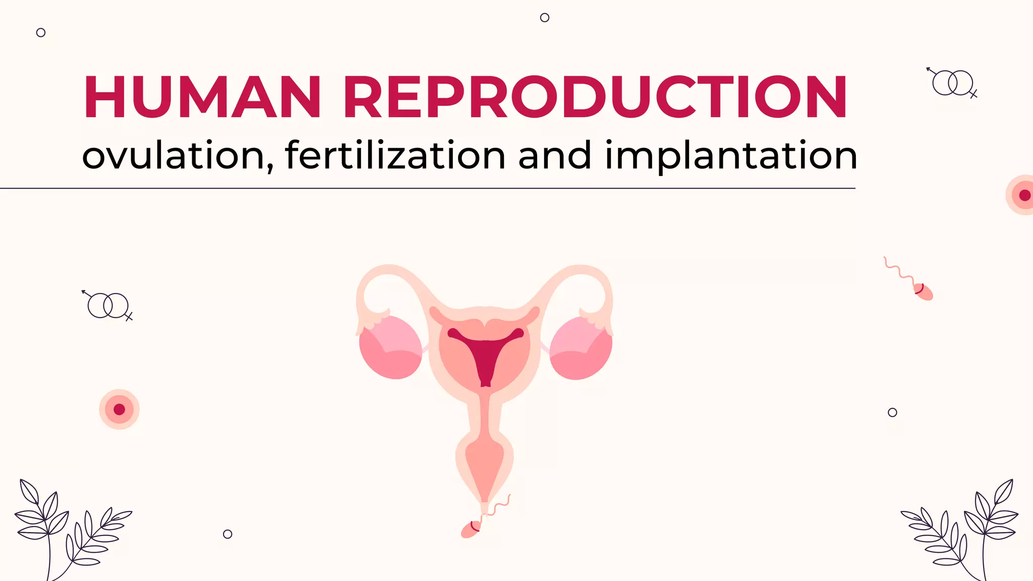 ovulation, fertilization and implantation.pptx | Pregnancy ...