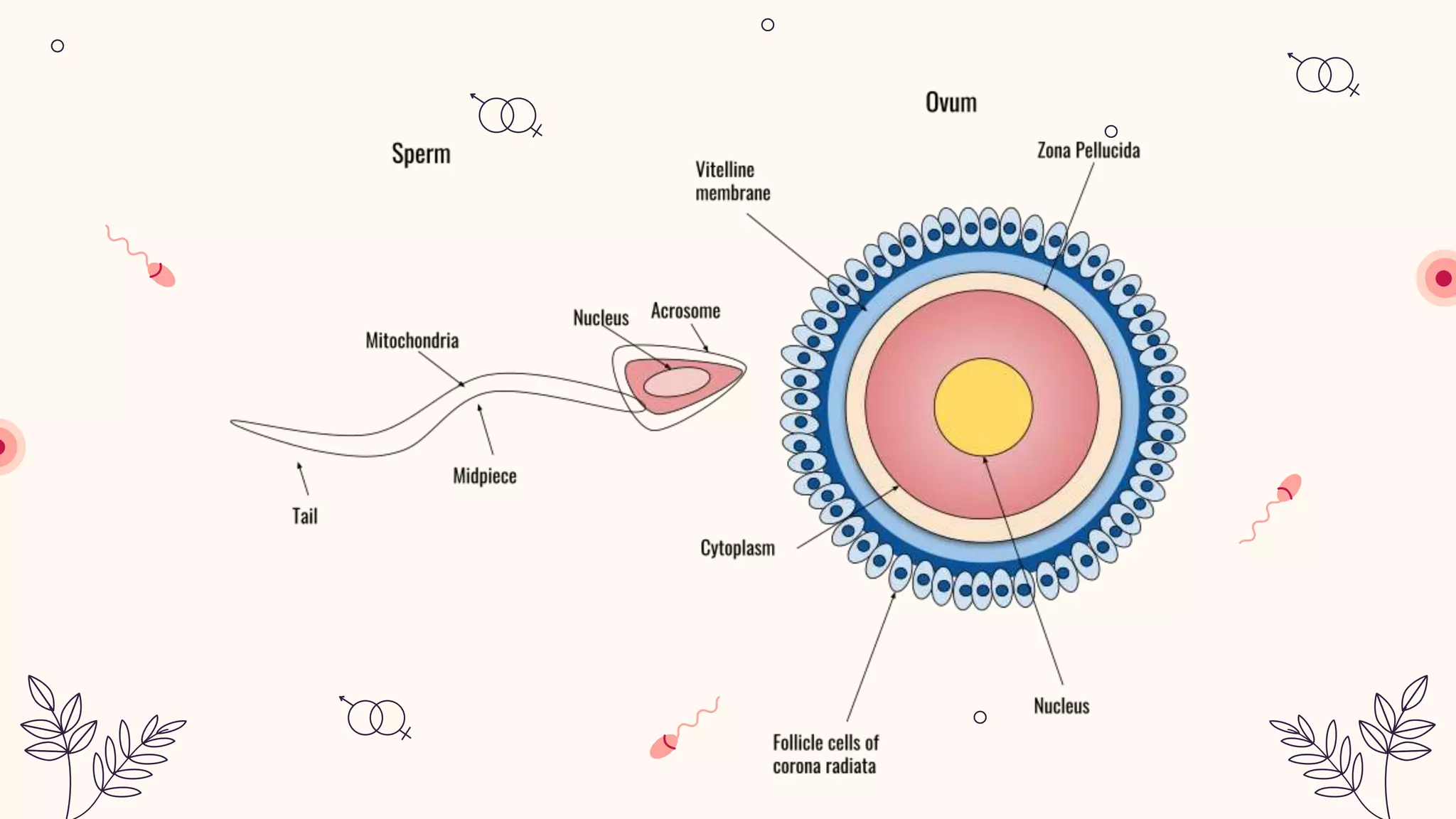 ovulation, fertilization and implantation.pptx | Pregnancy ...