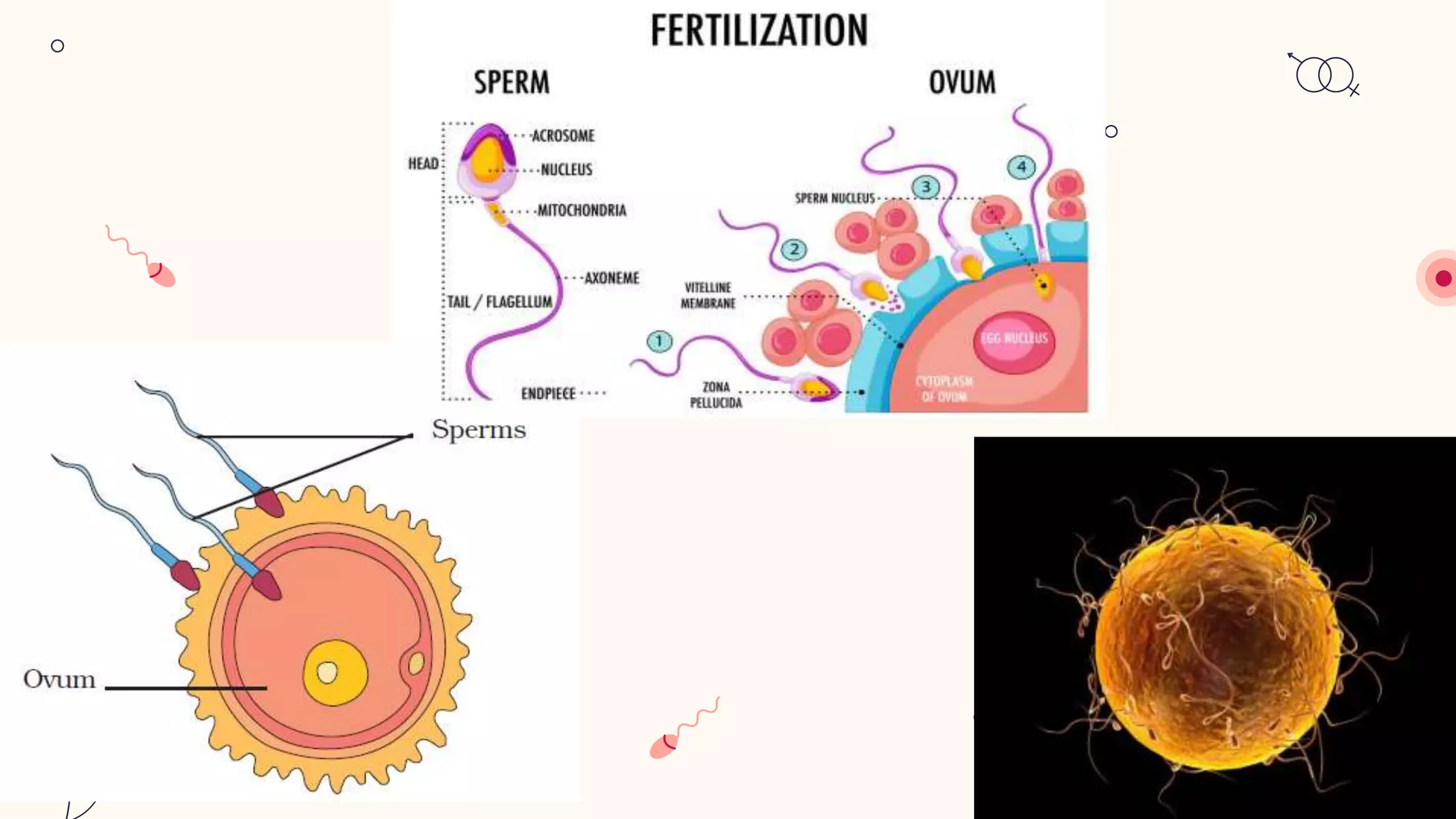 ovulation, fertilization and implantation.pptx | Pregnancy ...